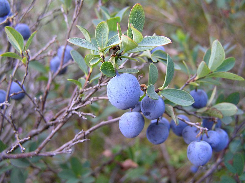 Sinikas - Köök, nagu väike maailm